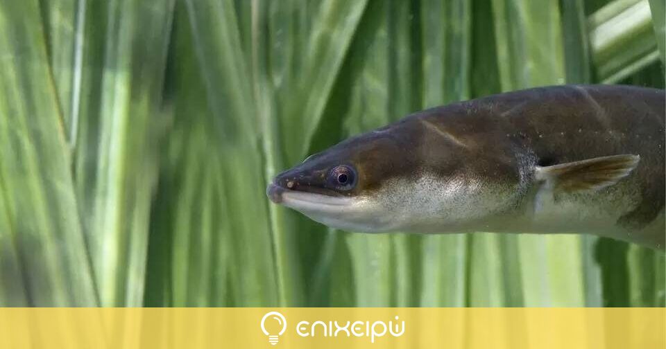 Αποκάλυψη για το μυστήριο της μετανάστευσης των χελιών