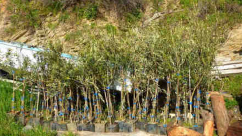 ΚΕΠΑ - 75UN-75 Trees UNAI SDG7: Φύτευση 100 ελαιόδεντρων στη Λιναριά Σκύρου